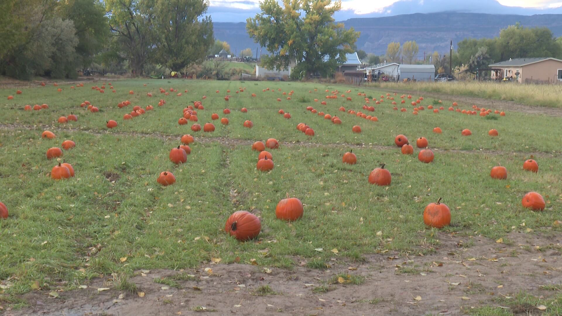Mesa County offers free pumpkin composting after Halloween