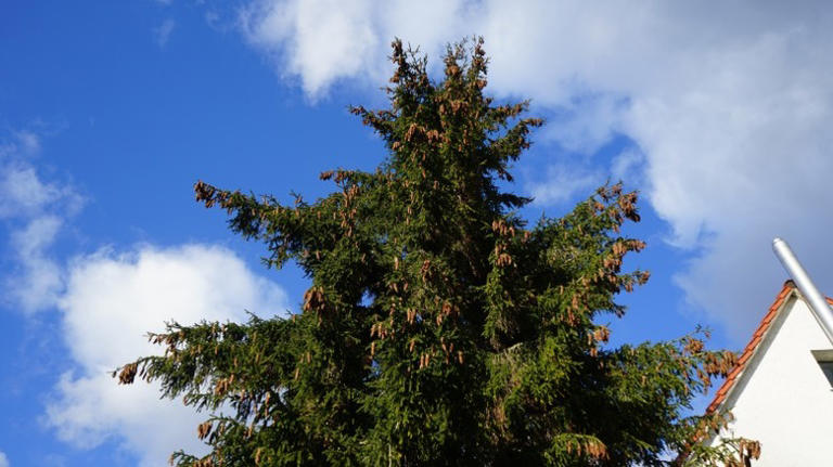 The 2025 Rockefeller Center Christmas Tree Has Been Picked - Here's ...