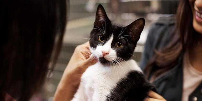 Remedios caseros para la tos en gatos: causas, cuidados y prevención
