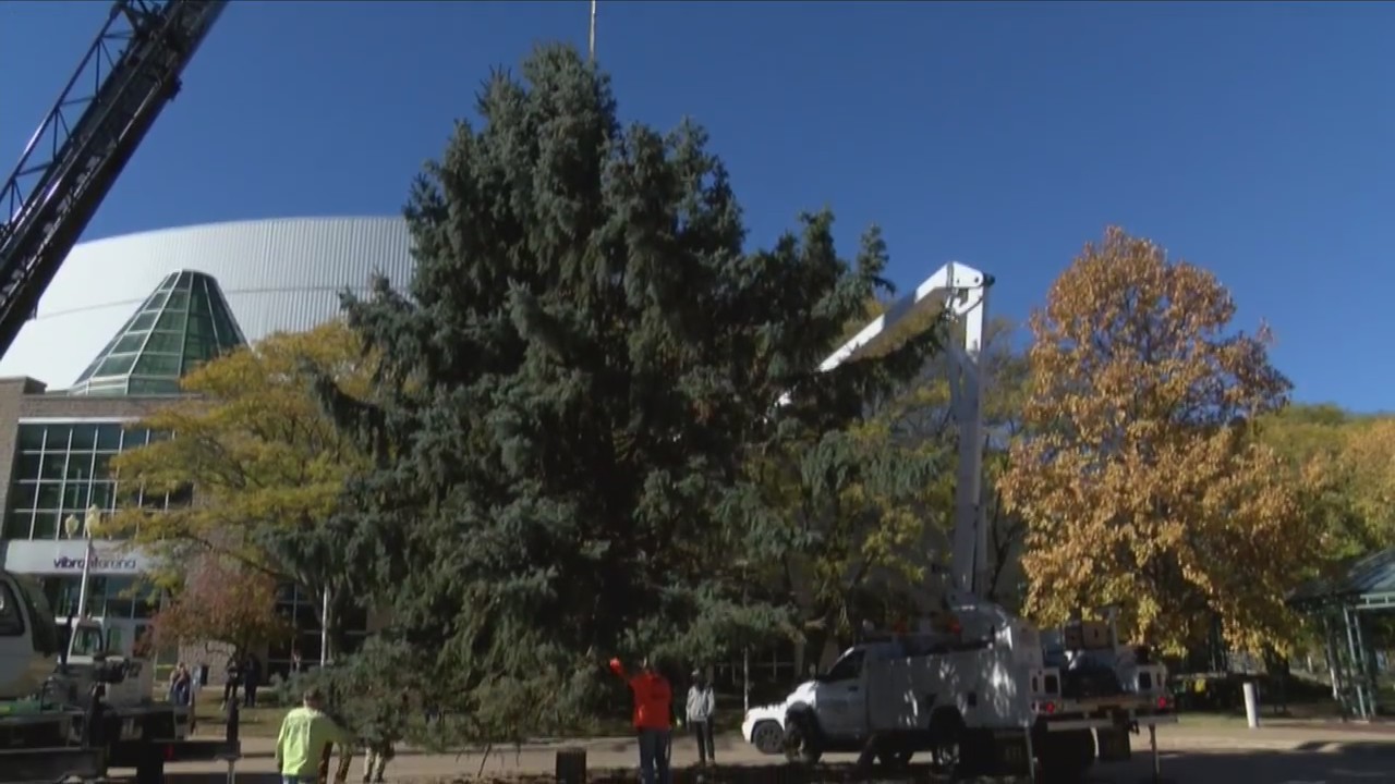 Vibrant Arena Christmas tree arrives in Moline