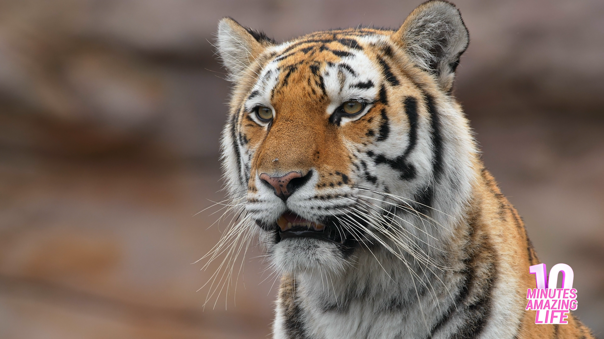 The Silent Strength of the Siberian Tiger