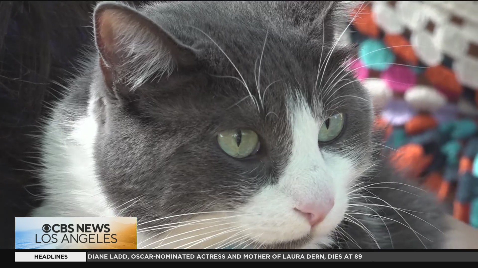 Woman reunited with missing cat thanks to strangers on cat lover ...