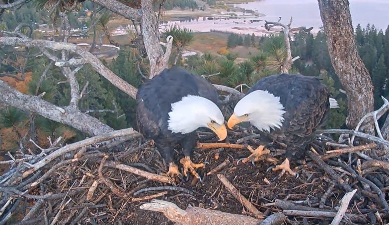 What's the latest with Jackie and Shadow? Egg-laying season nears