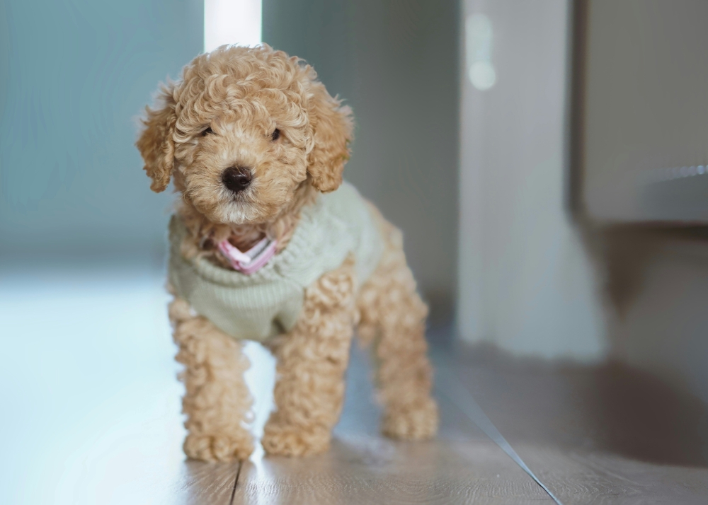 Authorities probe poodle’s death at grooming salon in Singapore after ...
