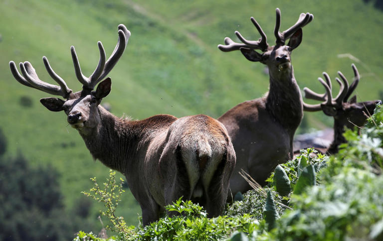 Le cerf Maral : colosse méconnu des montagnes d’Asie centrale