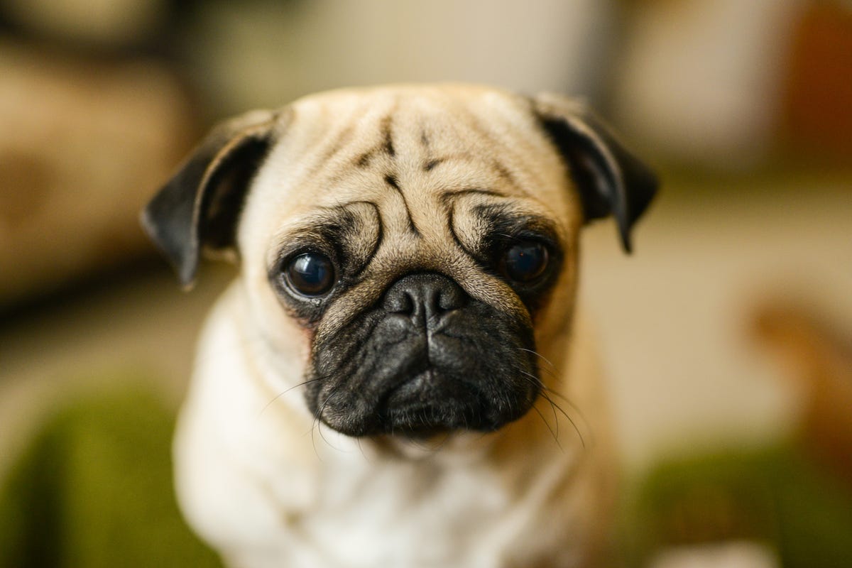 15 most dramatic dog breeds