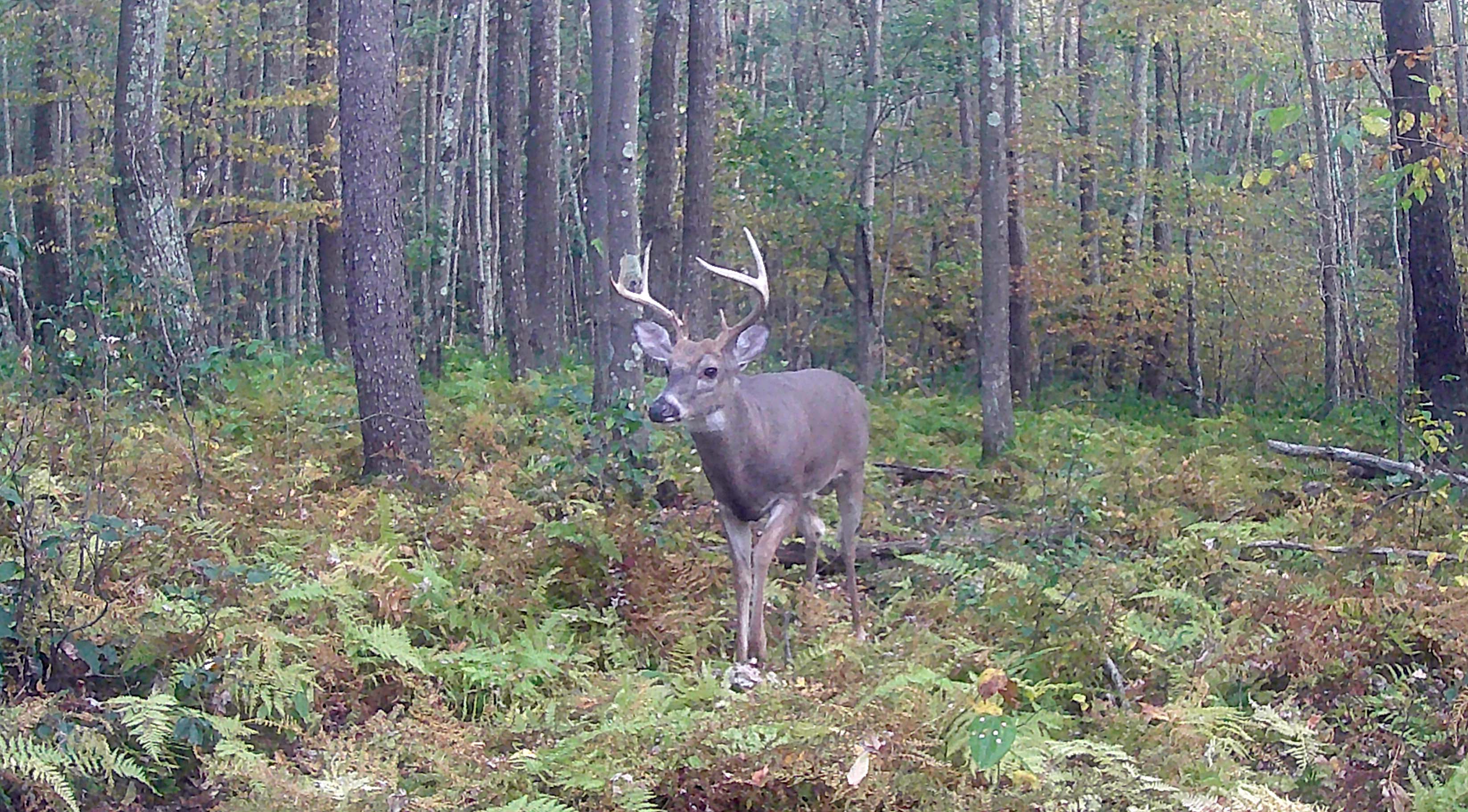 Oklahoma deer rifle season starts soon. See November 2025 hunting dates ...