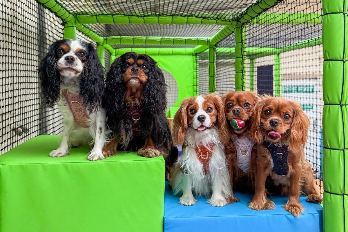 Pawsome soft play area opens for dogs who enjoy woof and tumble in ...