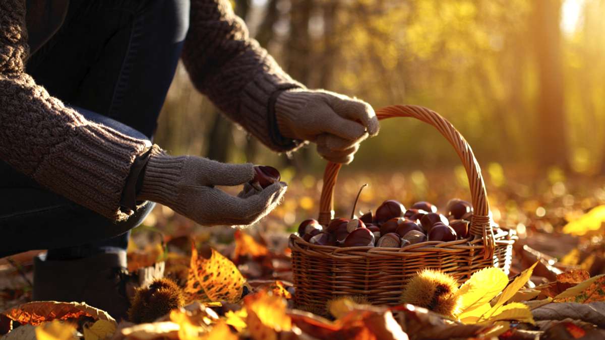 Chestnut picking gone wrong? Here’s how to avoid the classic mistakes ...