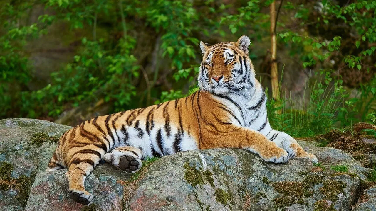 7 fascinating facts about tigers that reveal their majestic world
