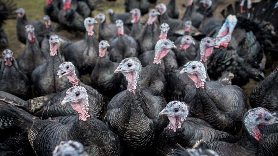 Turkey farmers should be 'very concerned' after suspected bird flu case