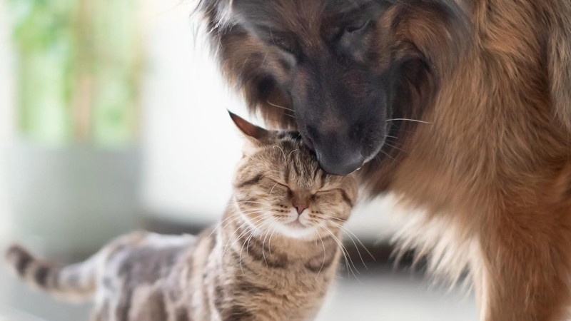 Did you know cats and dogs get diabetes?