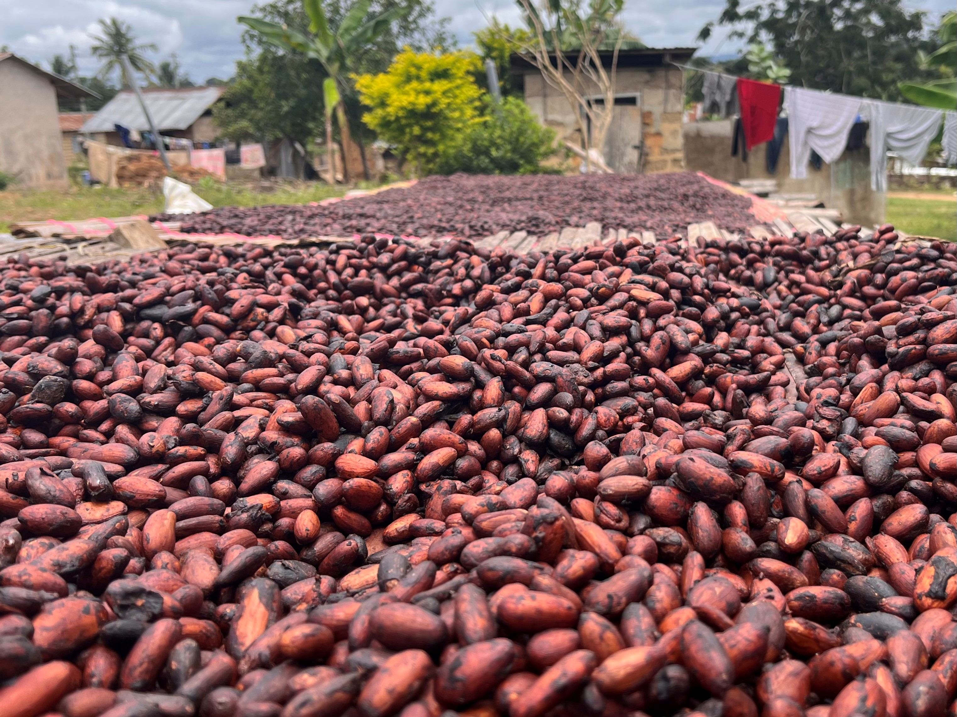 Engineering climate may not be enough to save coffee, chocolate and ...