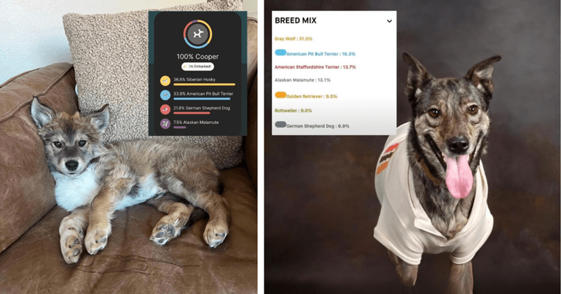 21 Most Marvelously Unique Mutt Mixes of Doggy DNA Delivering Peak ...