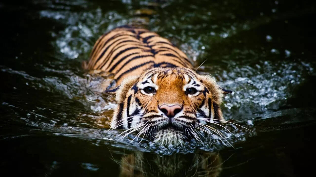 7 fascinating facts about tigers that reveal their majestic world