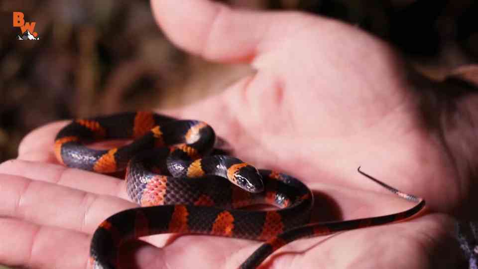 Inside the painful bite of the giant water bug