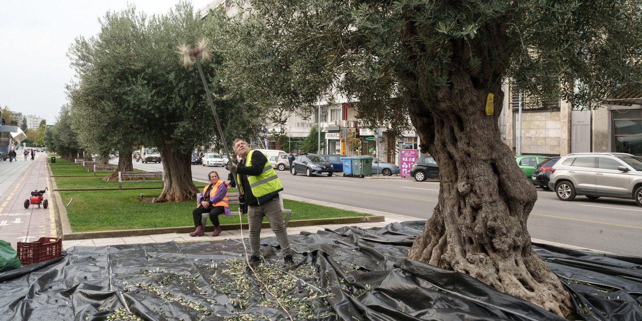 Θεσσαλονίκη: Μαζεύουν ελιές από τα ελαιόδεντρα για να παραχθεί το ...