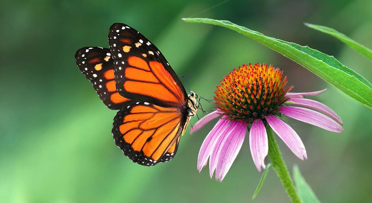 Migración de la mariposa monarca: esta "supergeneración" especial ...