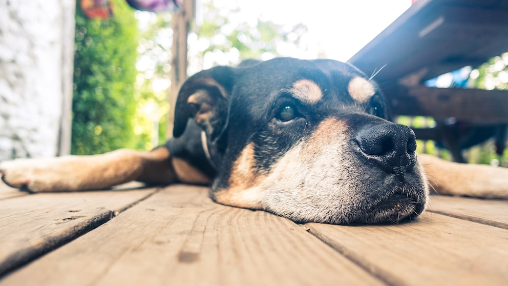 Rottweiler Study: Late Neutering Protects Against Fatal Frailty in Old Age