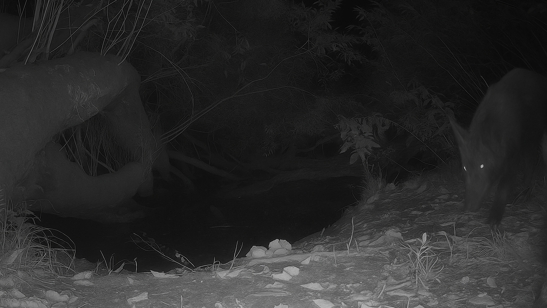 Tiere am Fluss – Aufnahmen von der Wildkamera