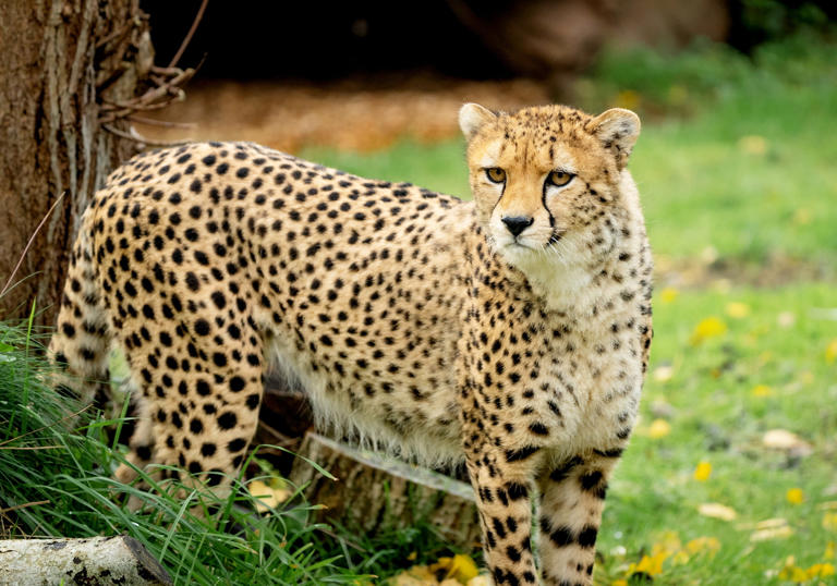 Two of the world's rarest endangered big cats arrive at Chester Zoo as ...