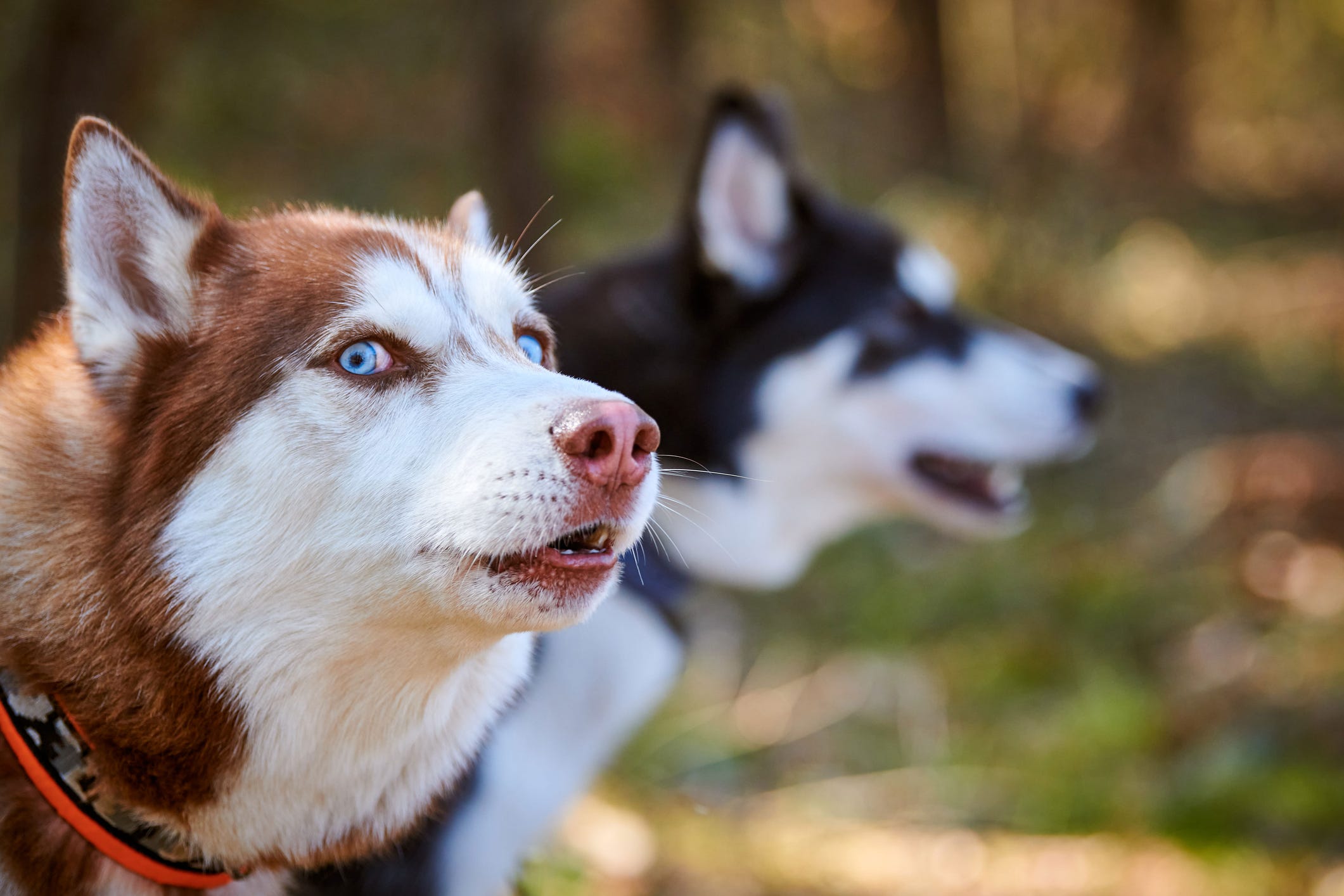 15 most dramatic dog breeds