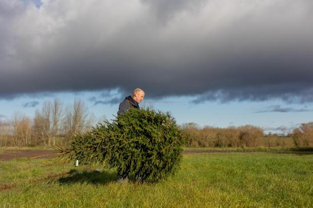Five farms offering Christmas trees to pick in County Durham and beyond
