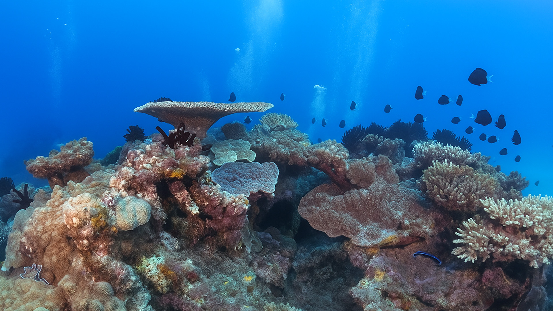 The Colorful World Beneath Australia’s Seas
