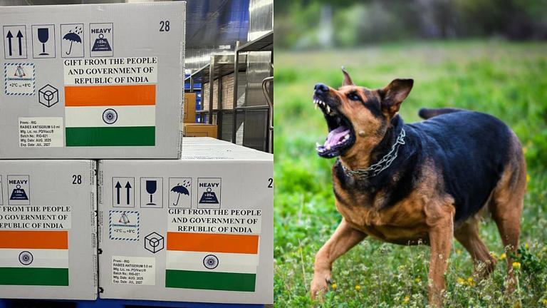 India Sends Vaccines To Timor-Leste As Island Nation Battles Rabies ...