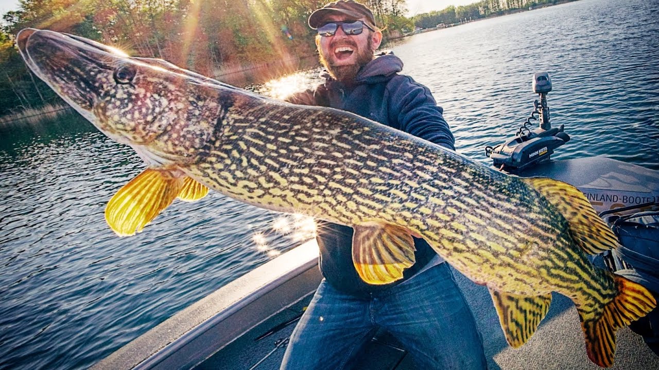 Angler fängt Urzeit-Hecht