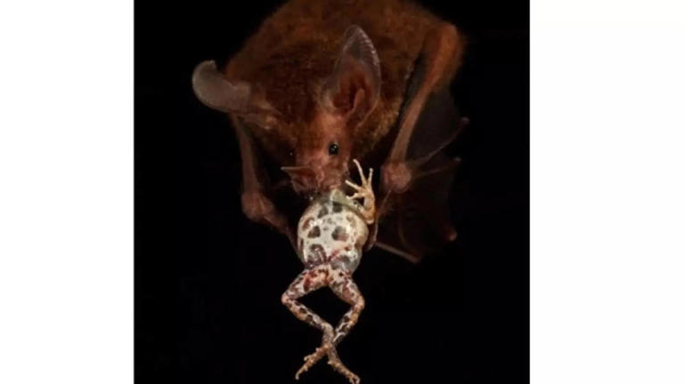 Smaller than a sparrow, deadlier than a lion: The secret hunting life ...