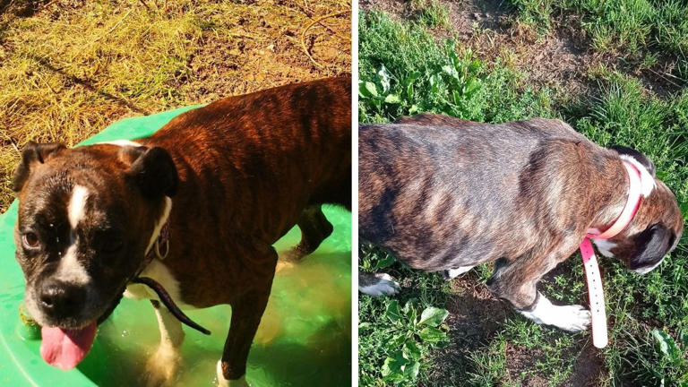 Shelter takes back two dogs from adopter and speaks out in anger