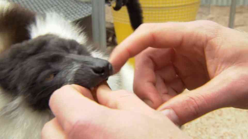 Why a lemur’s dental infection became an urgent medical case