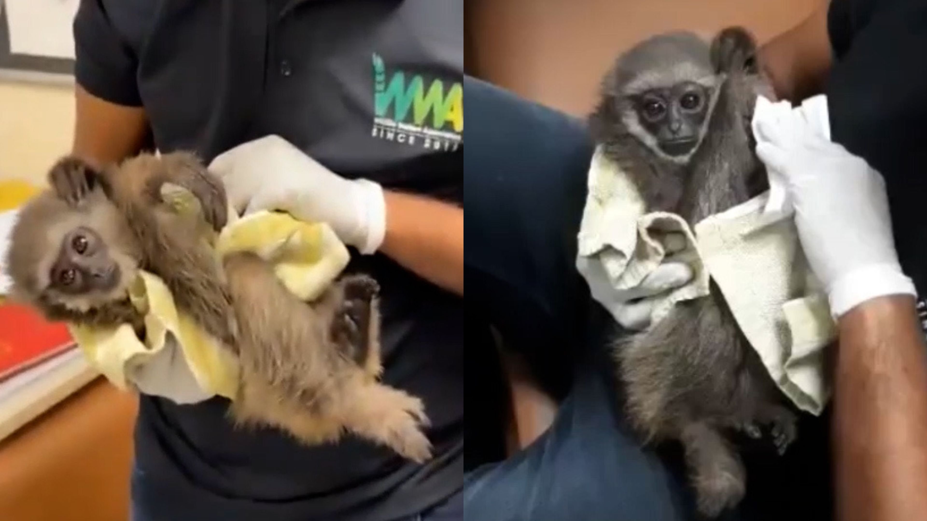 Two endangered apes found hidden inside passenger's bags at international airport