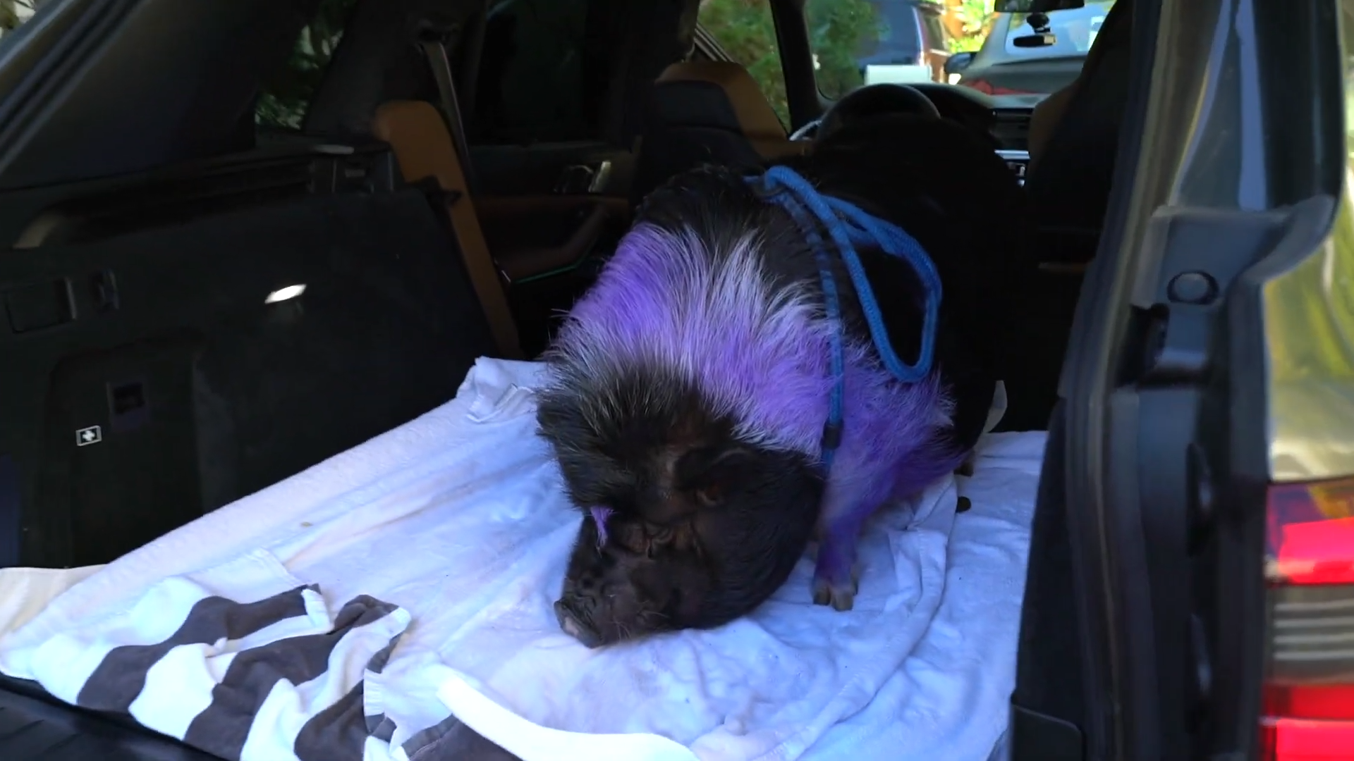 I gave my girlfriend a purple pig
