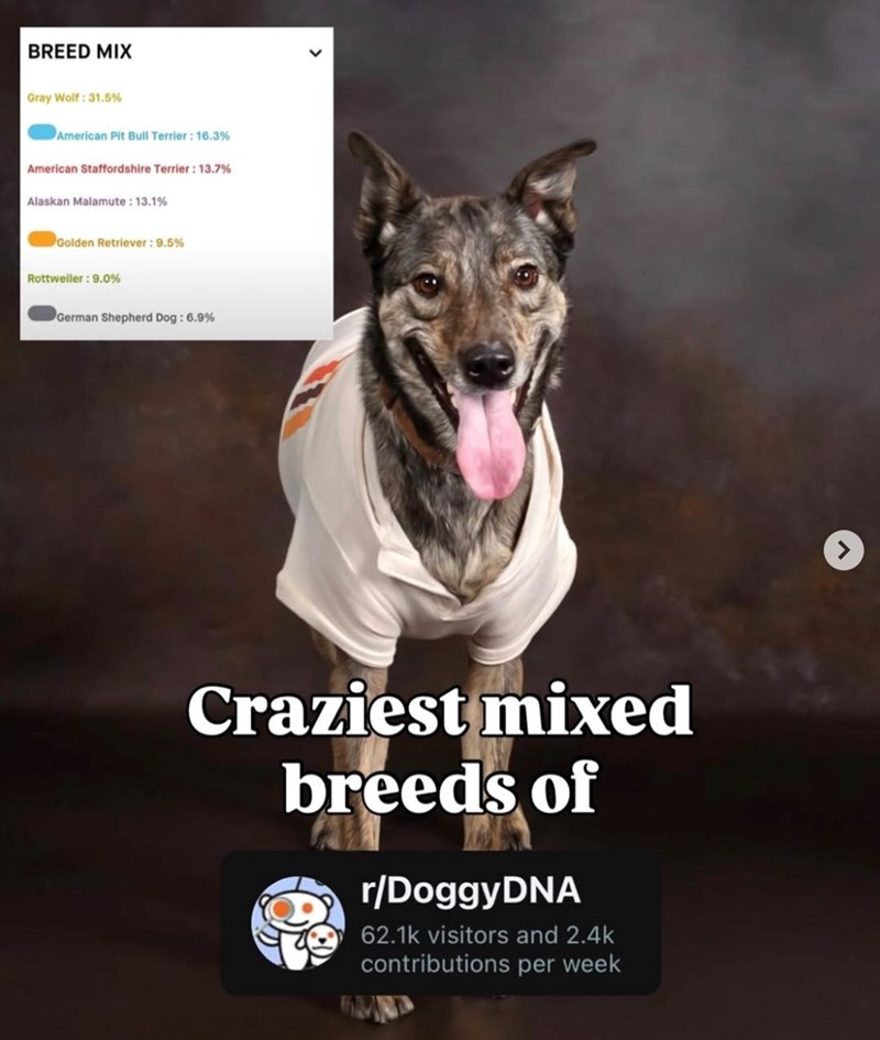 21 Most Marvelously Unique Mutt Mixes of Doggy DNA Delivering Peak ...