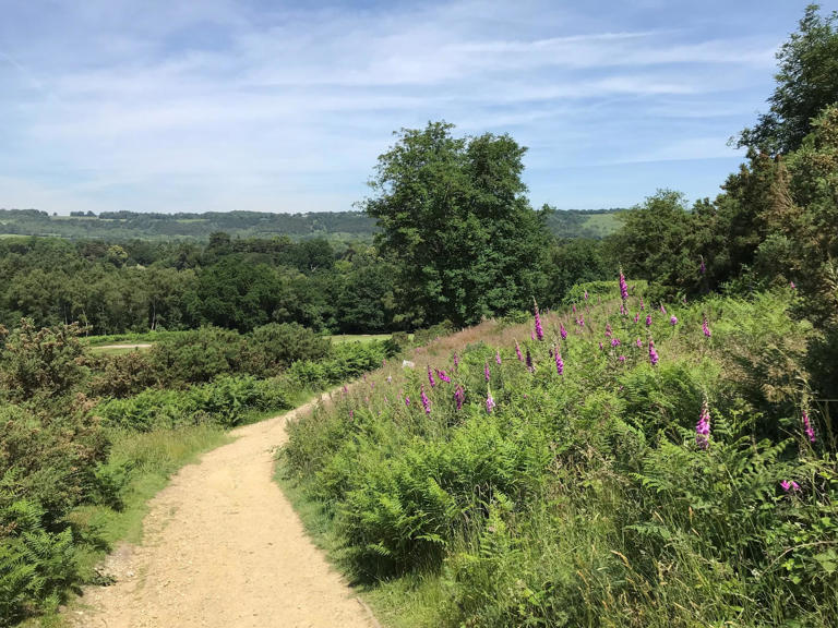 Reigate and Banstead green spaces take home the gold in South & South ...