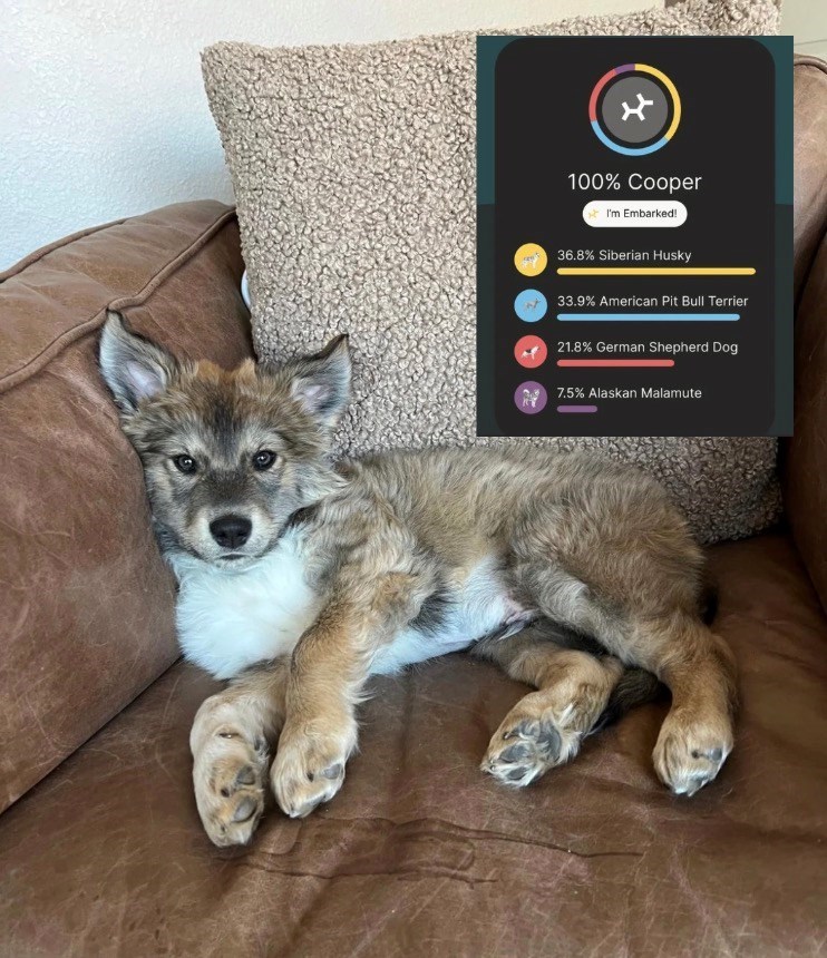 21 Most Marvelously Unique Mutt Mixes of Doggy DNA Delivering Peak ...