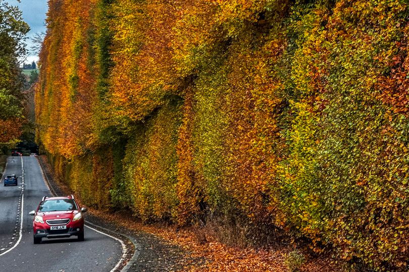 World's tallest and longest hedge found in Scotland seen in autumn colours