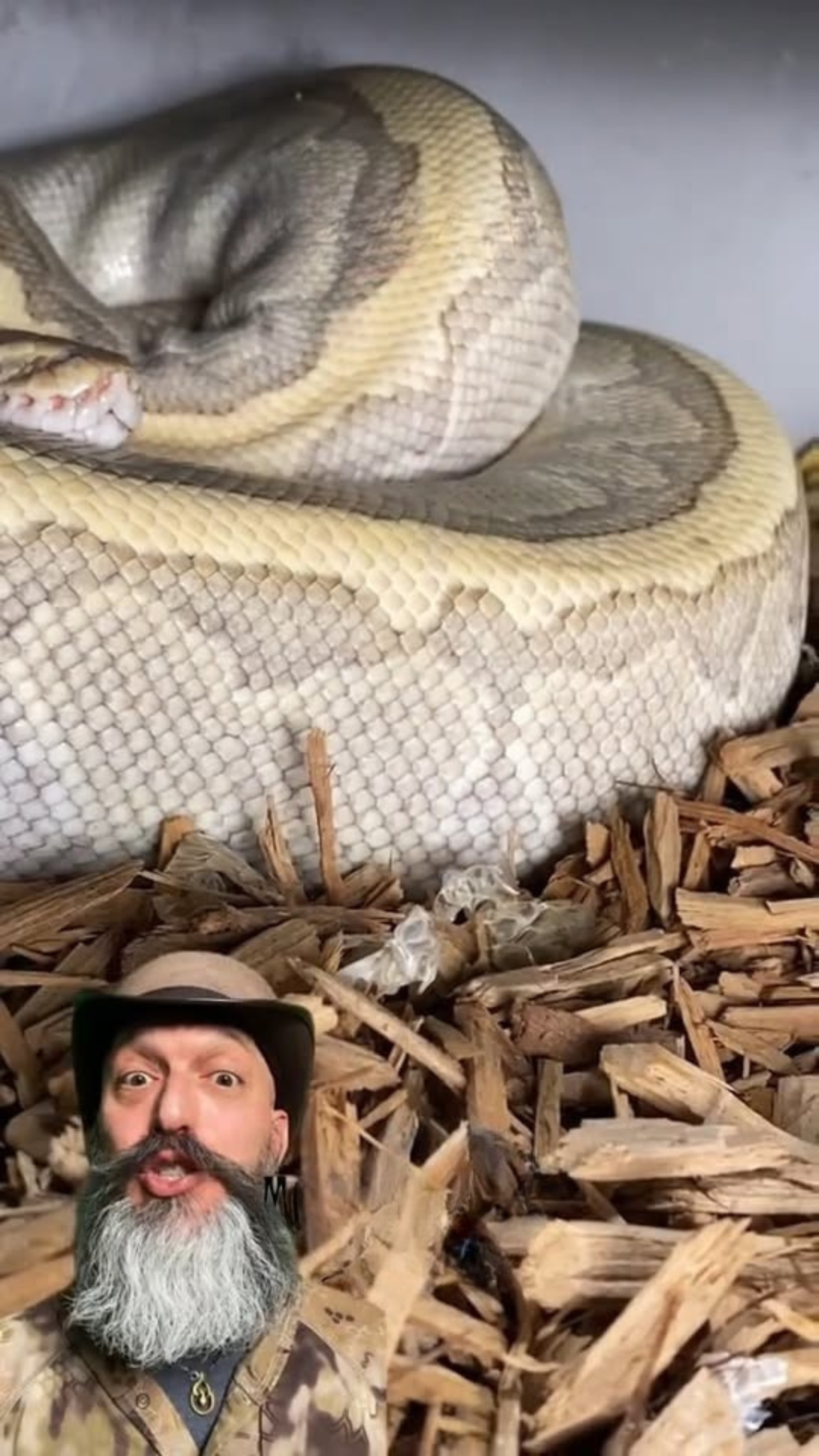 What does a pregnant snake look like?
