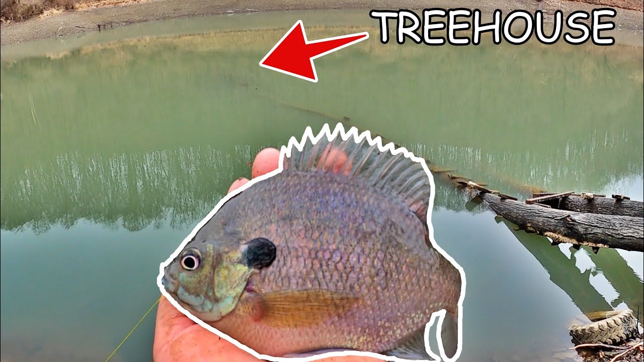 Micro fishing a submerged treehouse for slab bluegill and crappie