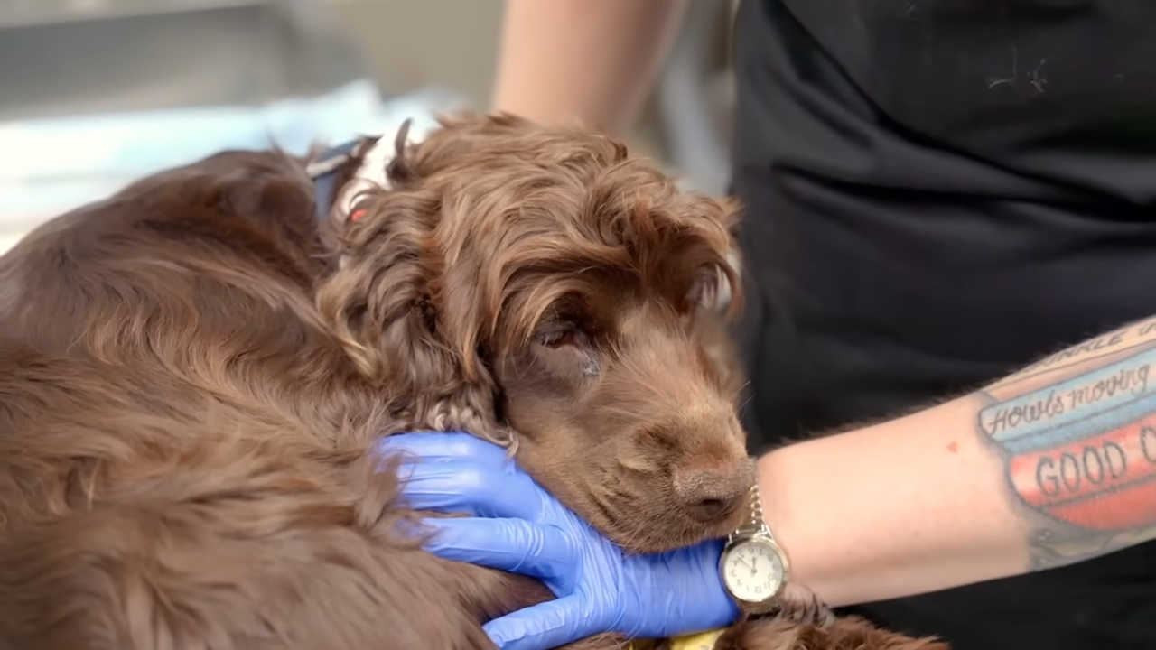 Why a single injection of adrenaline can mean life or death for a puppy