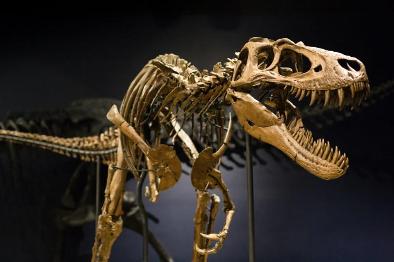 Rockford’s famous dinosaur fossil may rewrite what is known about T. rex