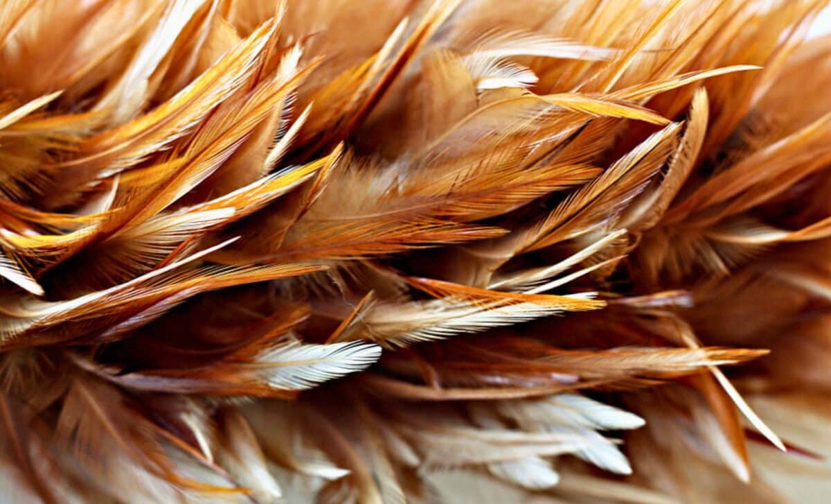 Scientists Are Generating Clean Electricity From… Chicken Feathers—And ...