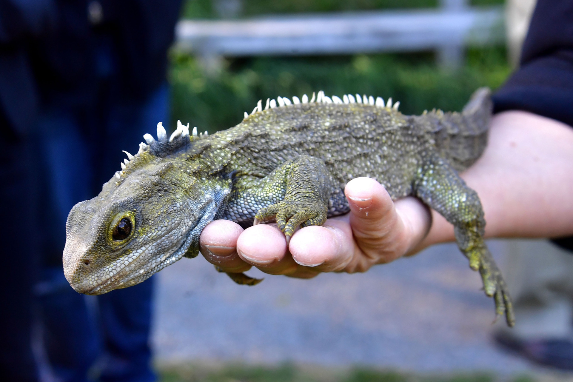 Prehistoric animals that still roam the Earth