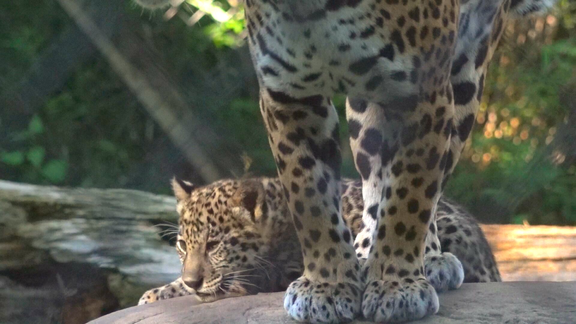 Alexandria Zoo is hosting the debut of its new baby jaguar!