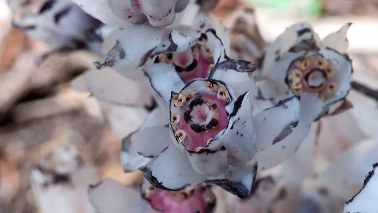 Ghost flower: The unusual plant that heals pain and anxiety ...
