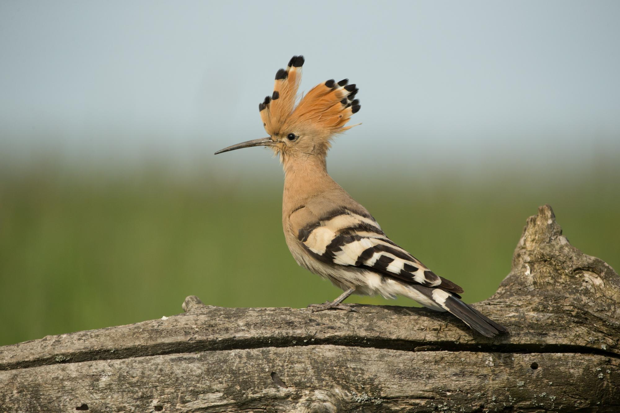 New report reveals the return of rare breeding bird species