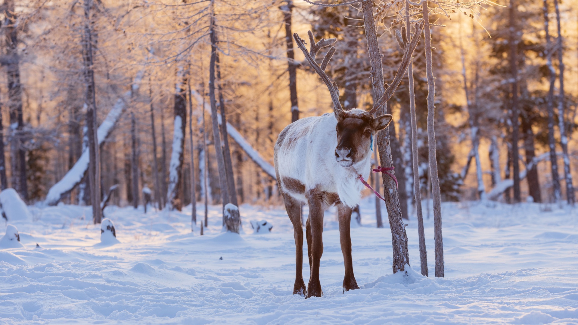 The Real Story Behind Reindeer: How They Survive The Harsh Arctic Winter