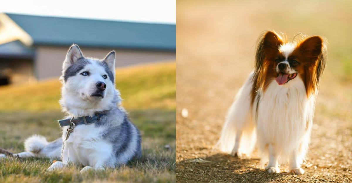 6 Dog Breeds Known For Being Stubborn And 5 That Are Eager To Please